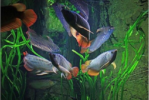 Buy Arapaima Arowana Fish | this is a type that you will need